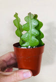 Epiphyllum 'Ric Rac' 'Fishbone' Cactus