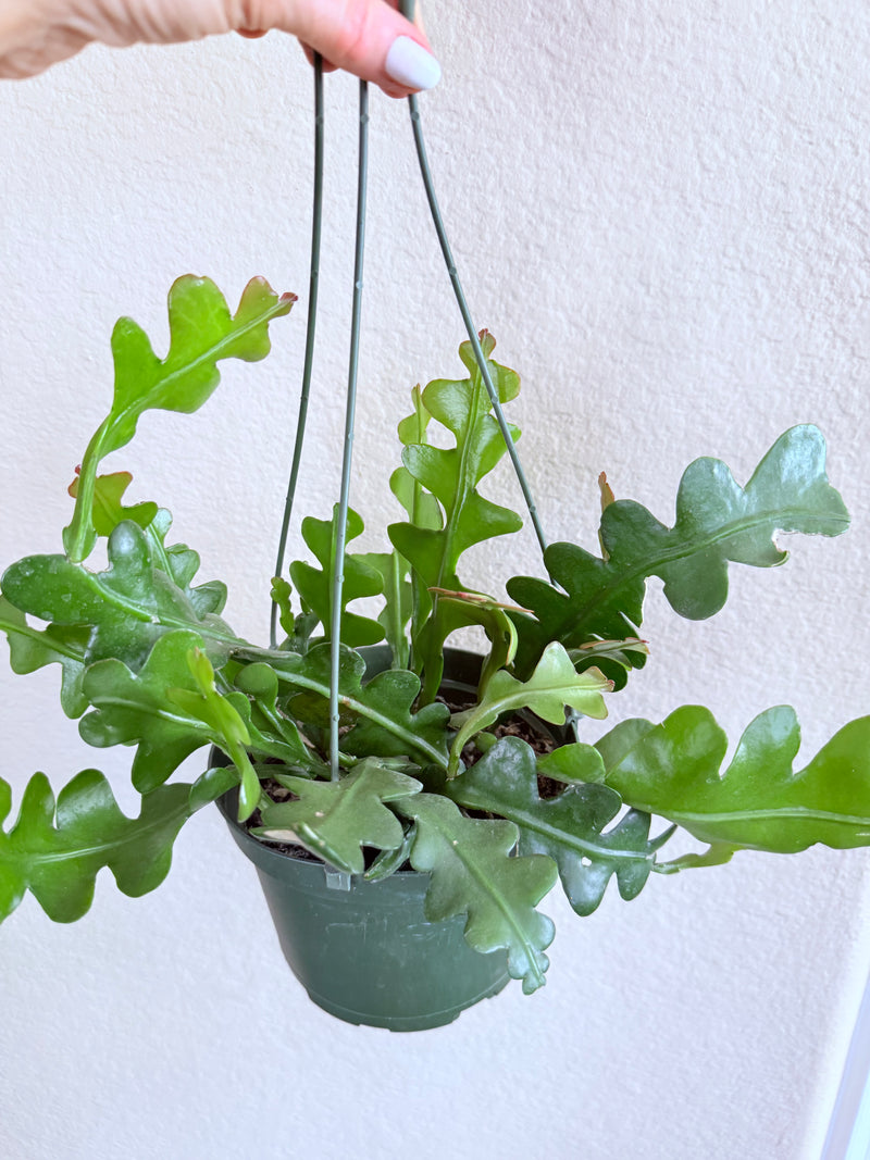 Epiphyllum 'Ric Rac' (Fishbone) Cactus