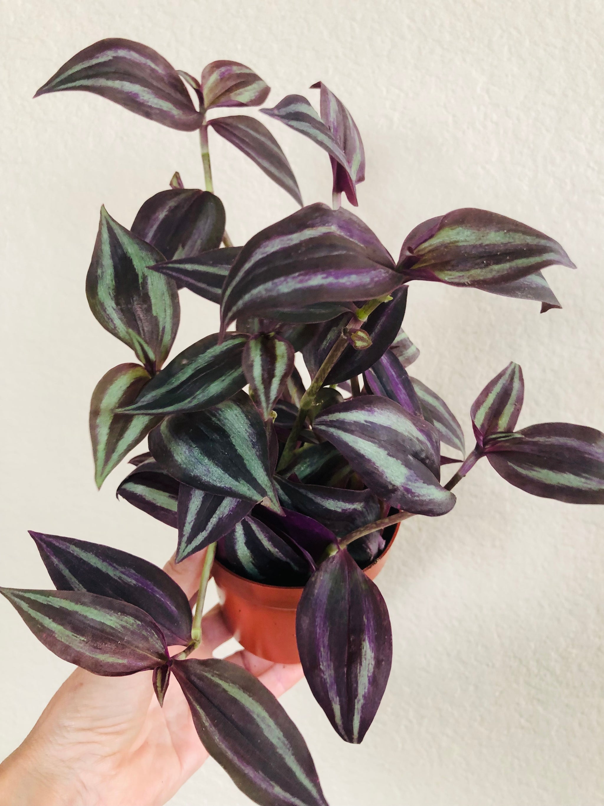 Tradescantia 'Red Gem'