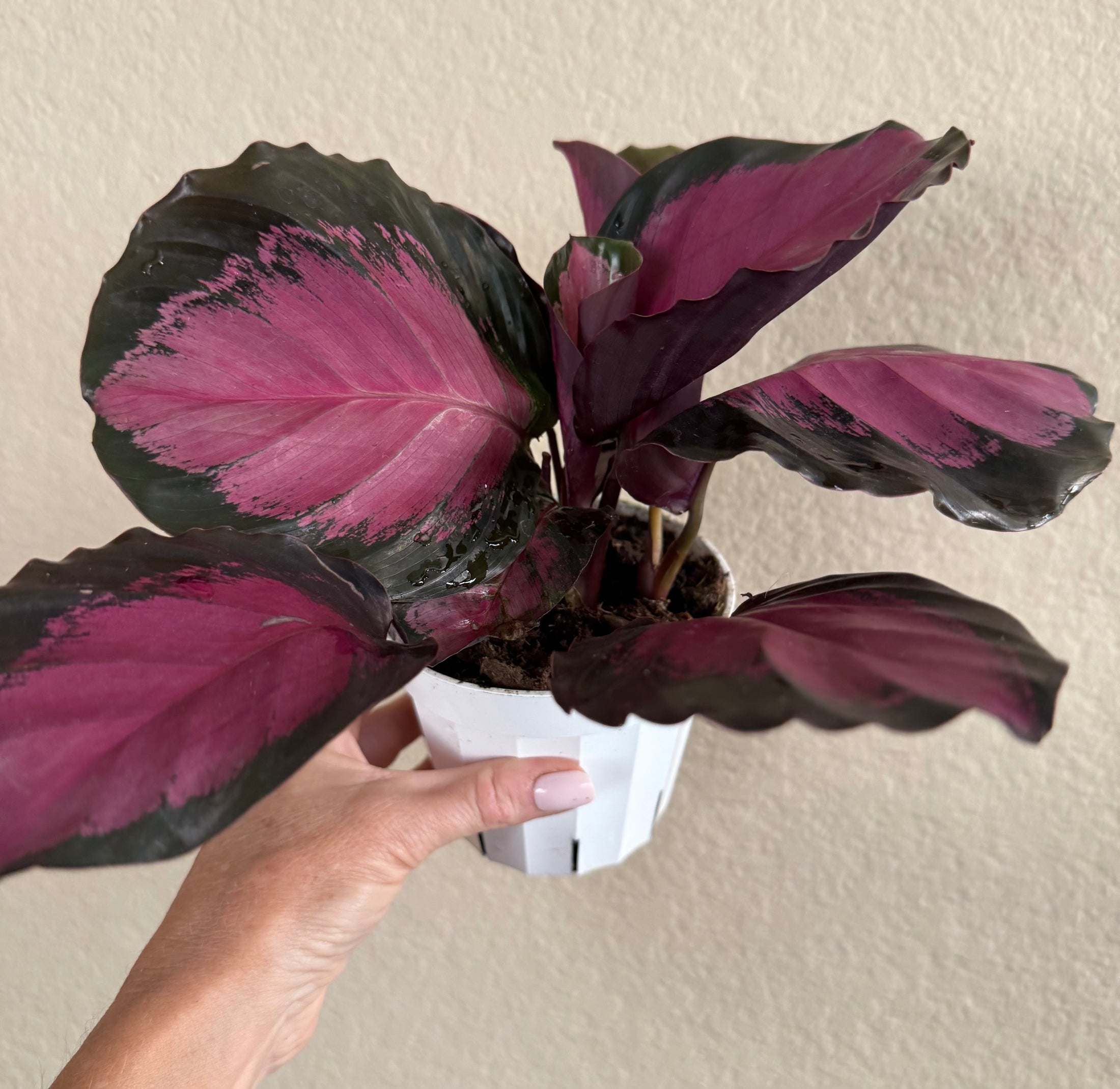 Calathea Roseopicta 'Rosy'