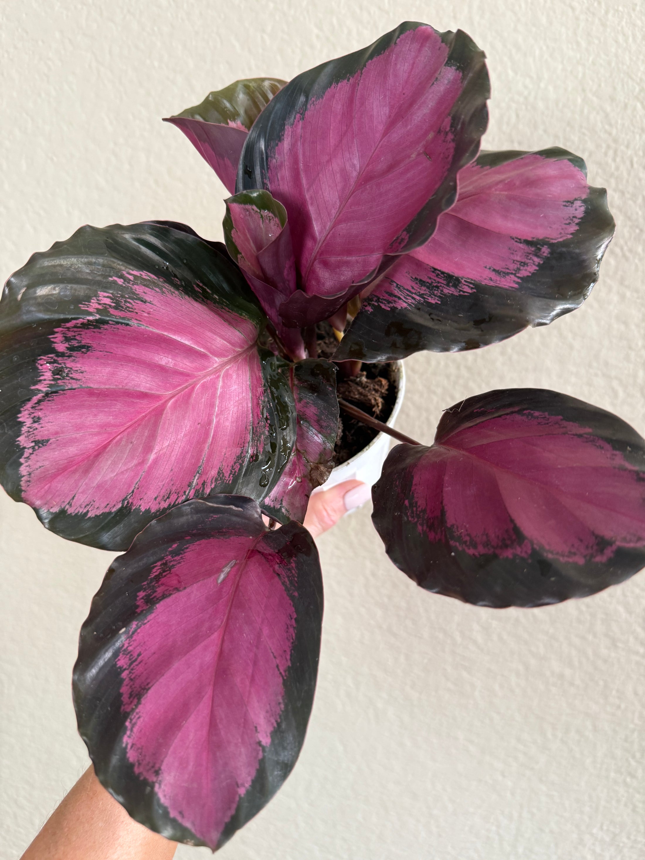 Calathea Roseopicta 'Rosy'