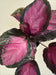 Calathea Roseopicta 'Rosy'