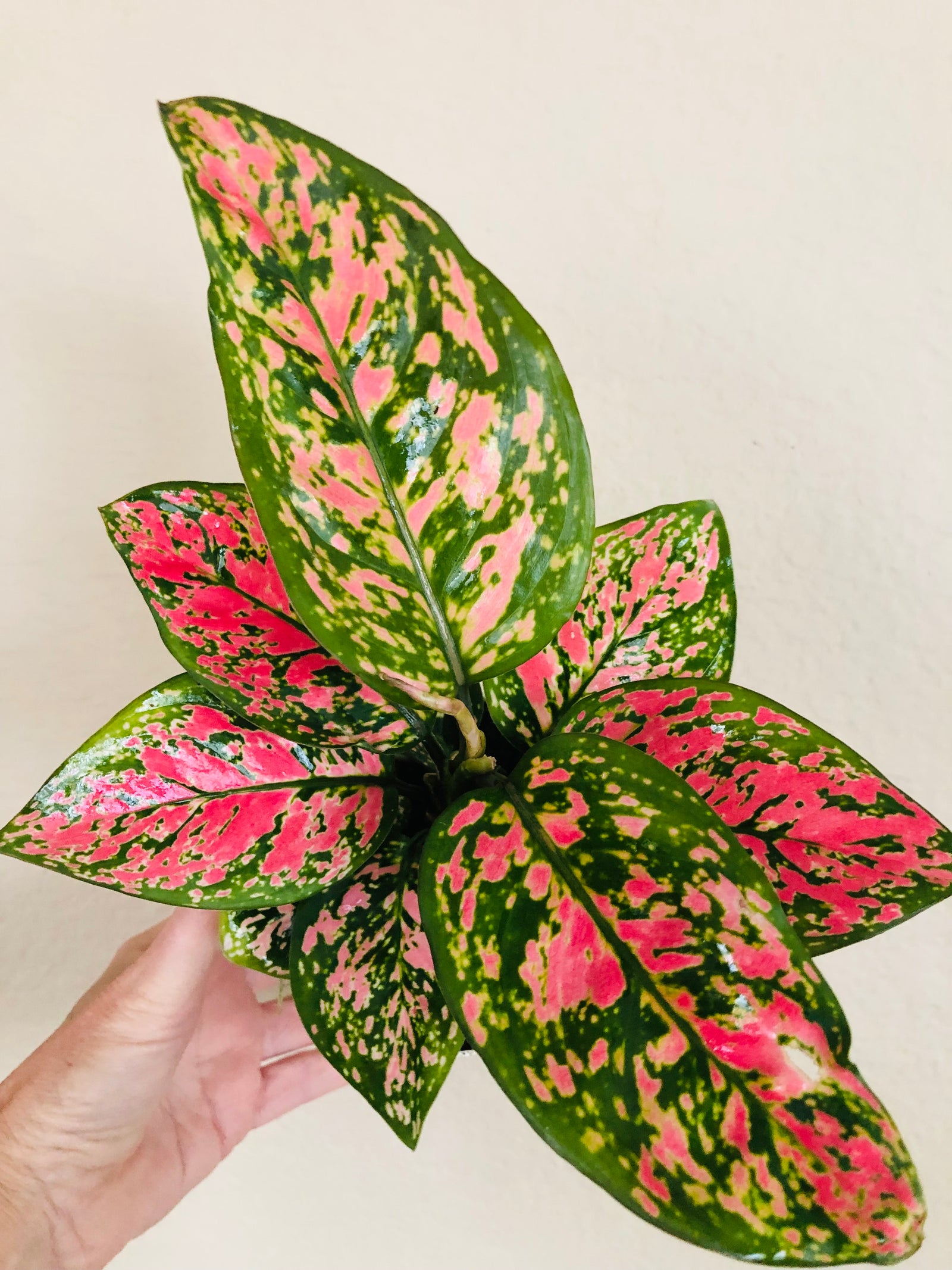 Fig+Freya Plant Shop