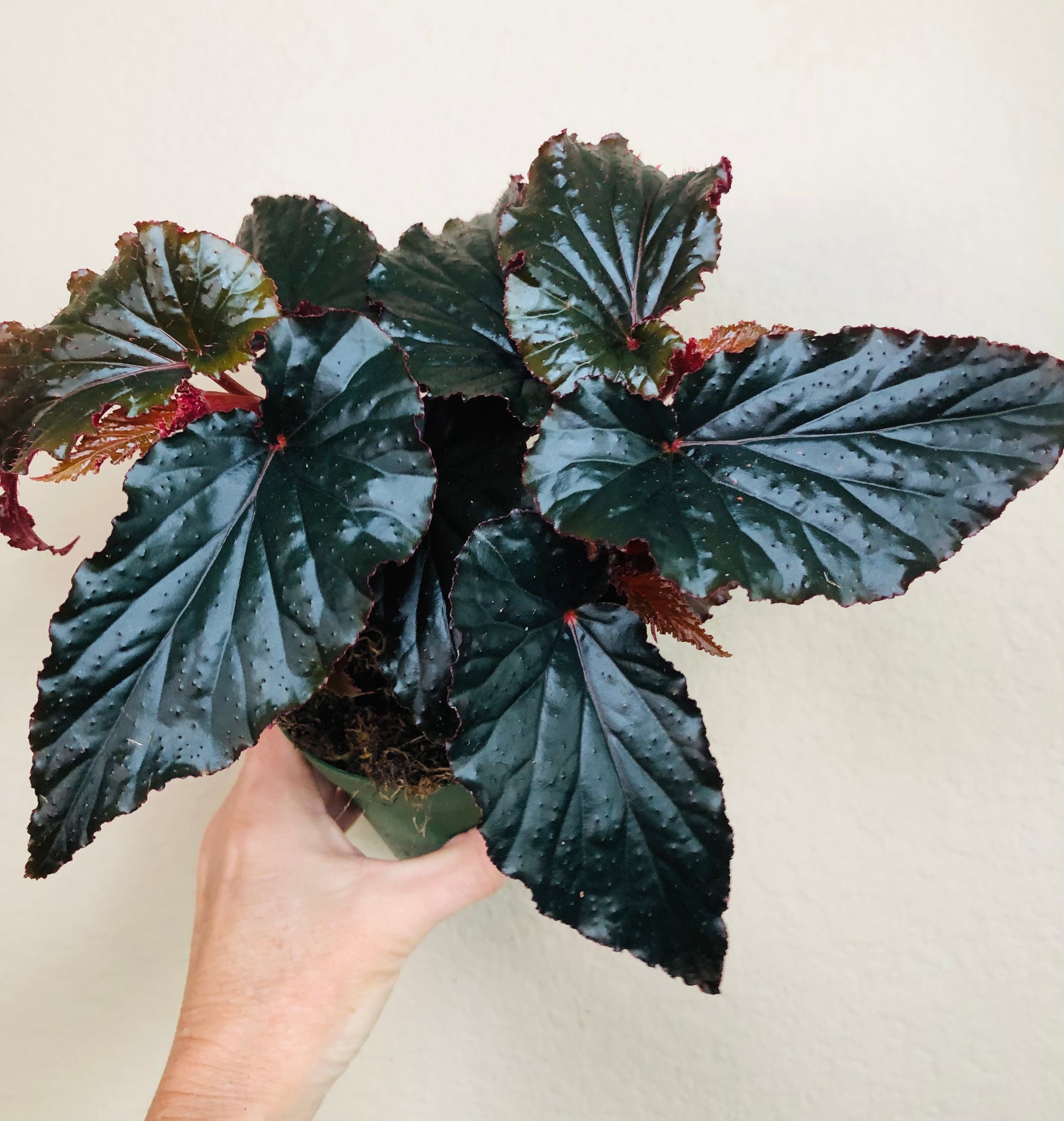 Begonia 'Black Magic'