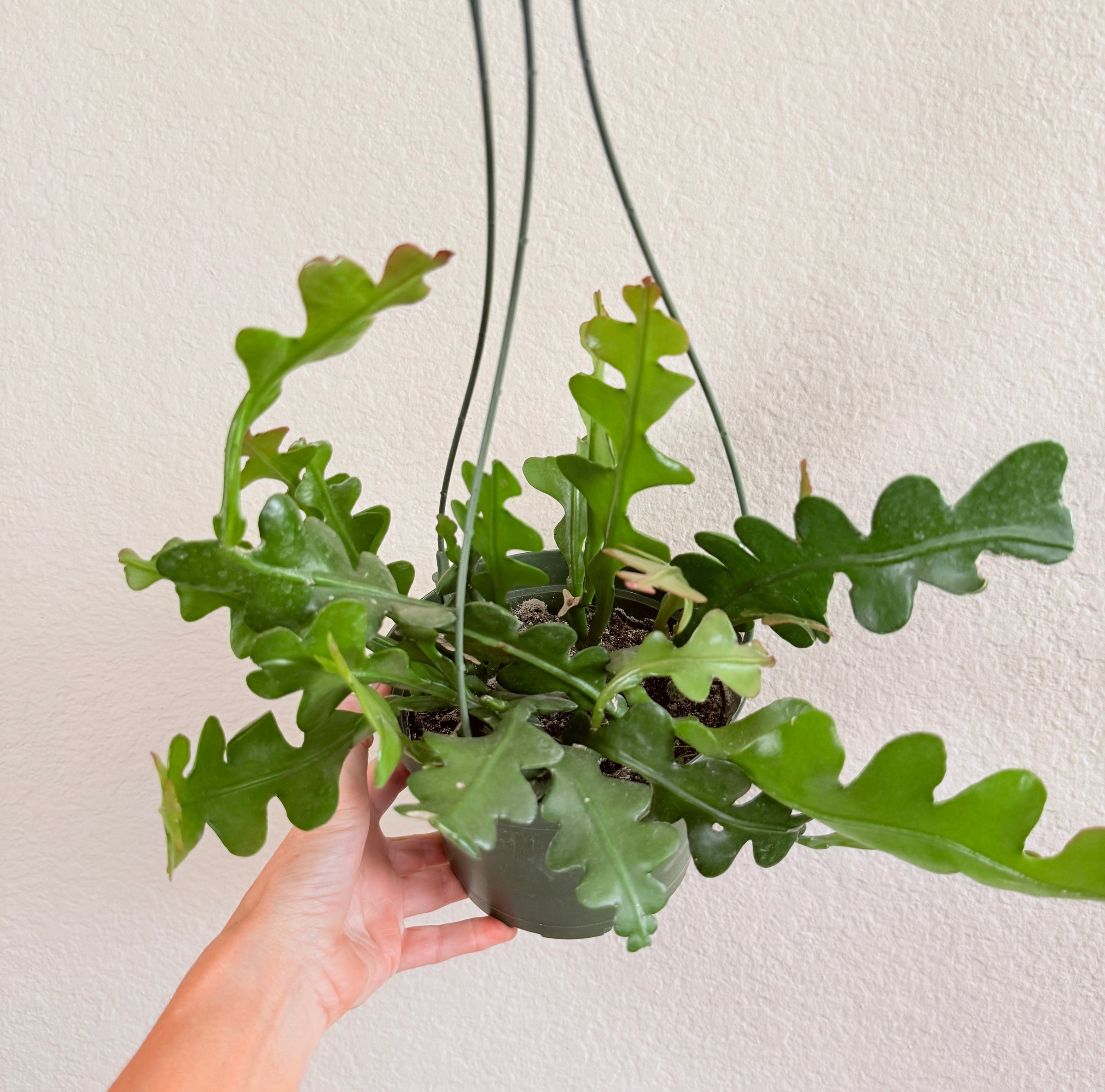 Epiphyllum 'Ric Rac' (Fishbone) Cactus