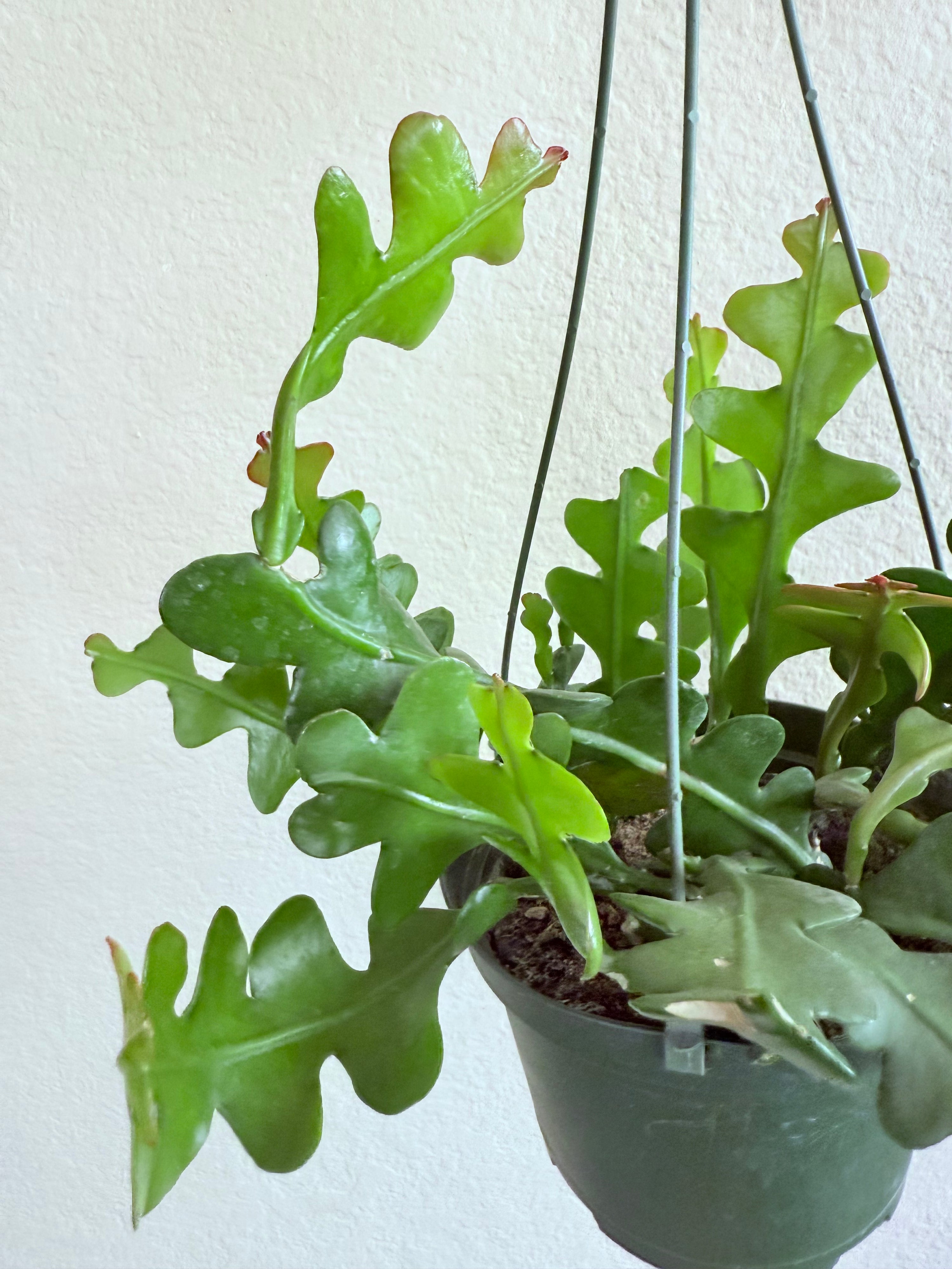 Epiphyllum 'Ric Rac' (Fishbone) Cactus