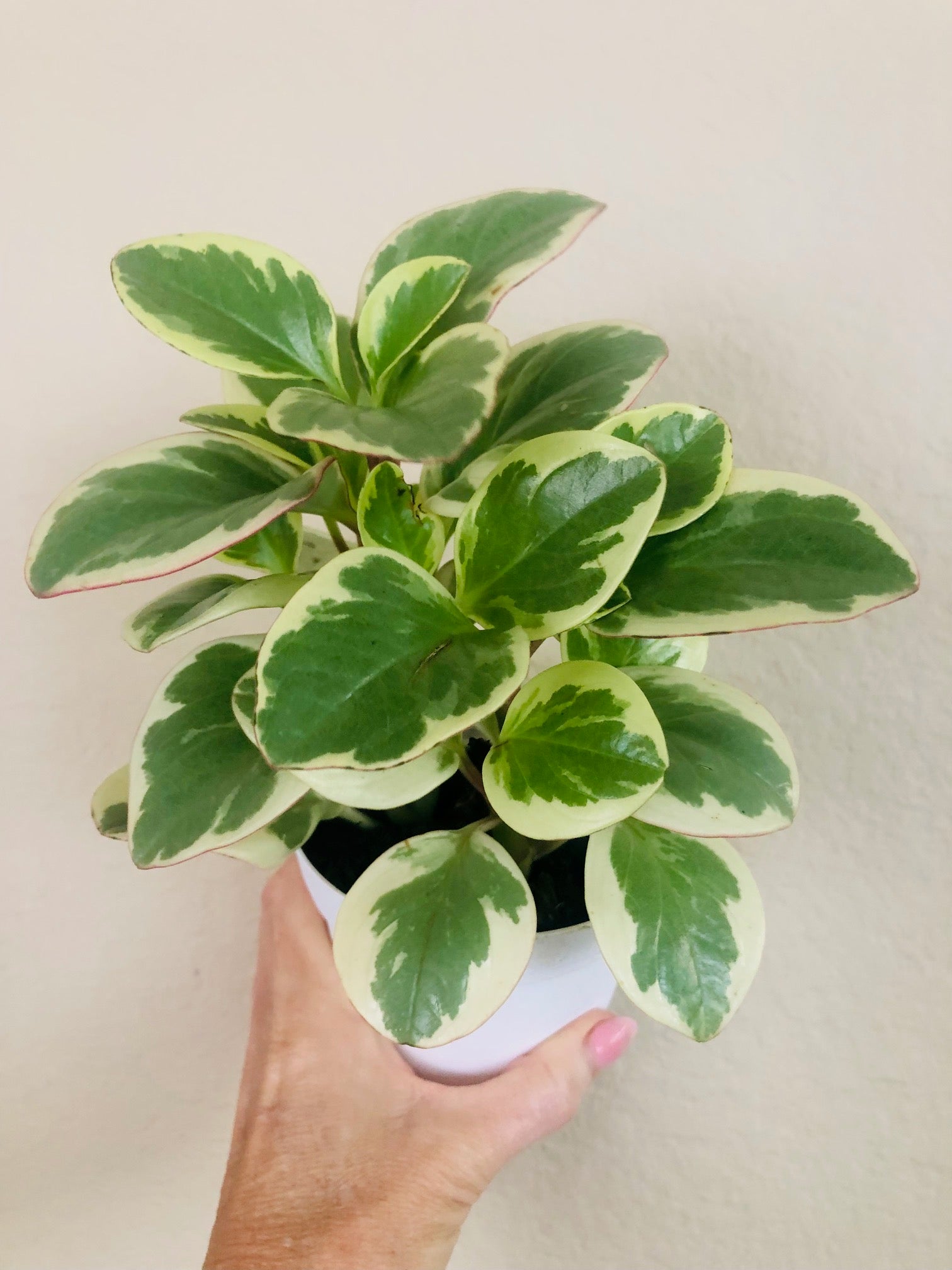 Peperomia Optipan 'Bicolor'