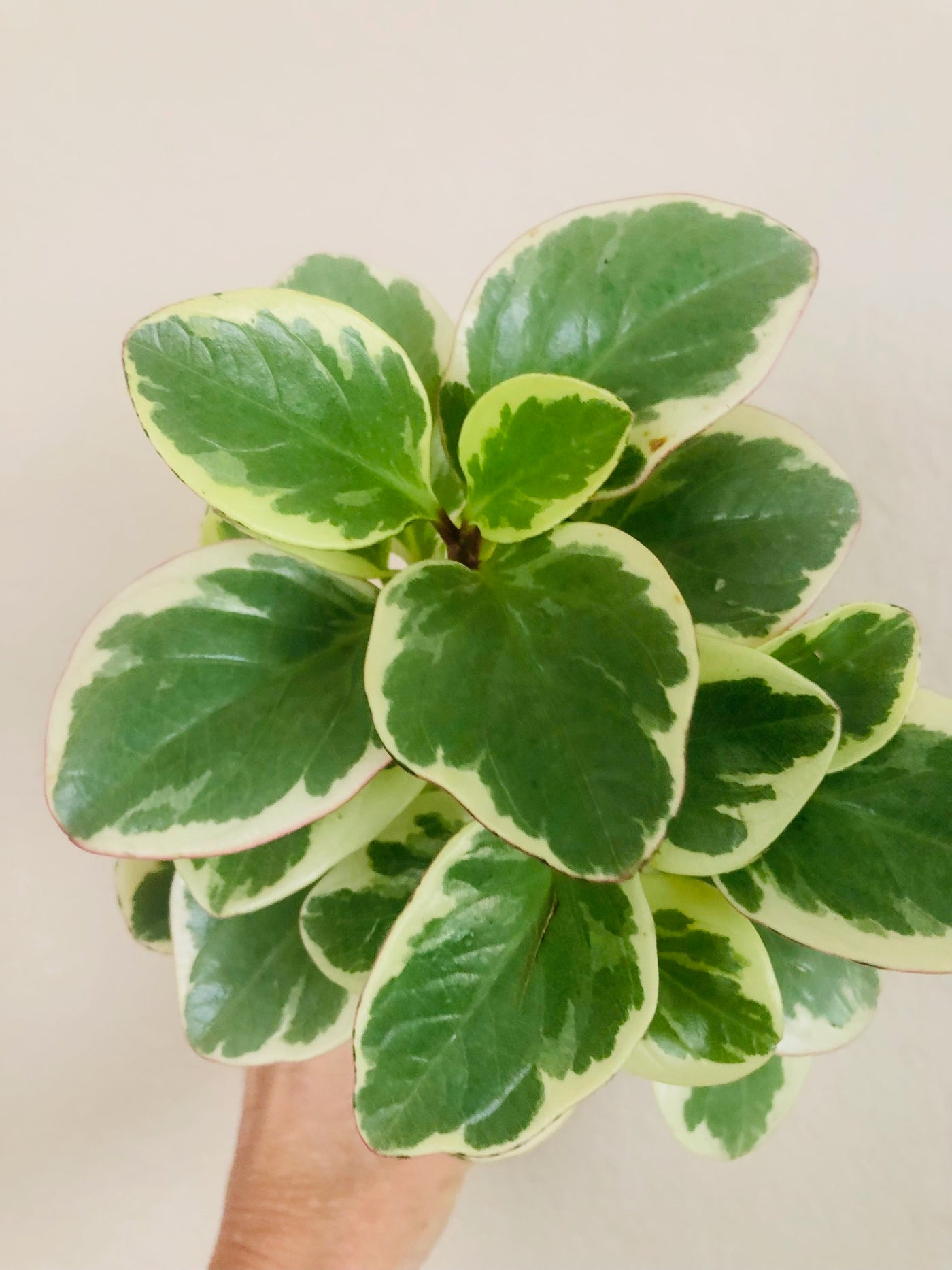 Peperomia Optipan 'Bicolor'