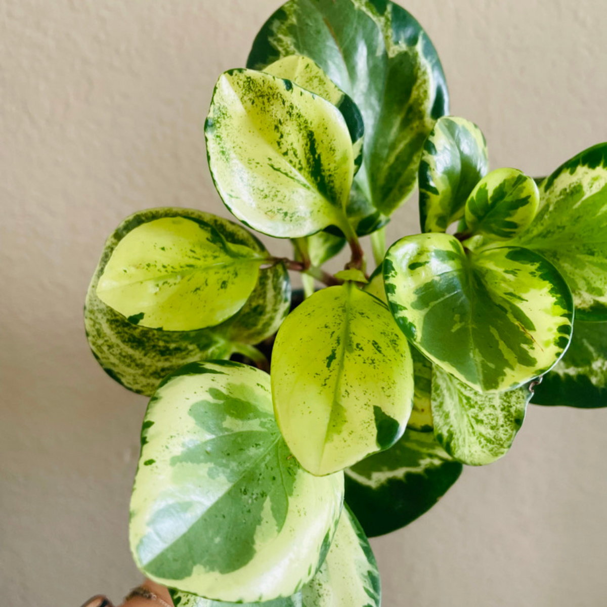 Peperomia Obtusifolia 'Golden Gate'