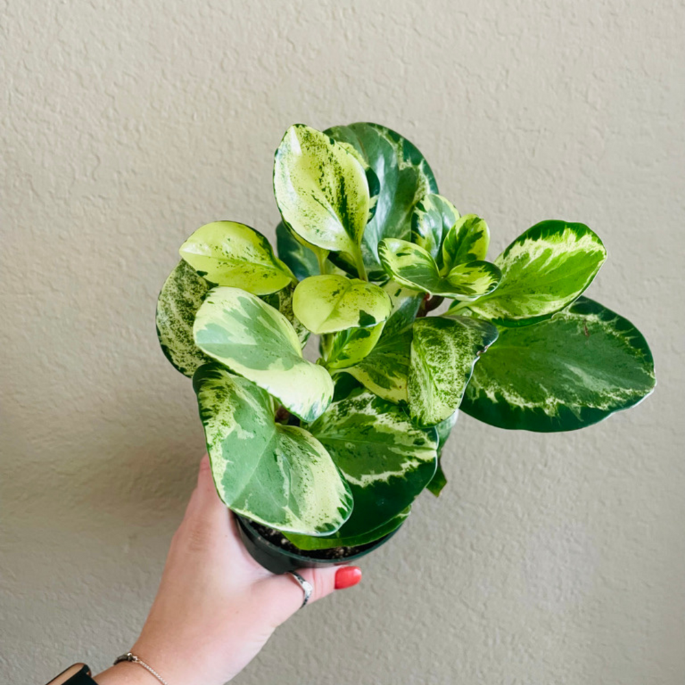Peperomia Obtusifolia 'Golden Gate'