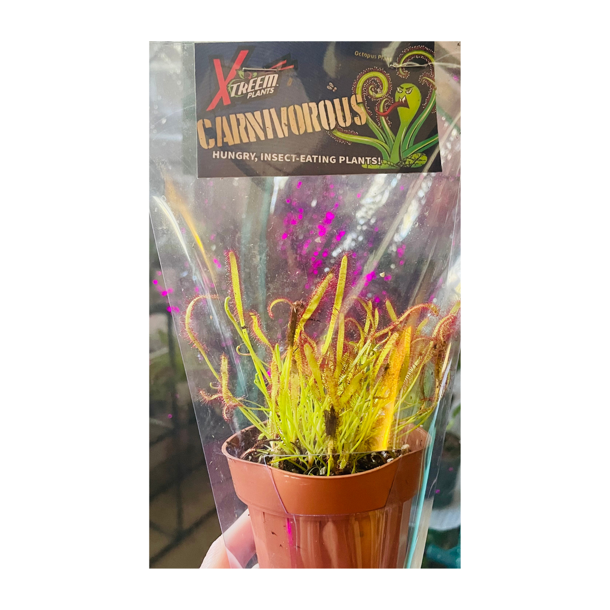 Carnivorous Octopus Plant