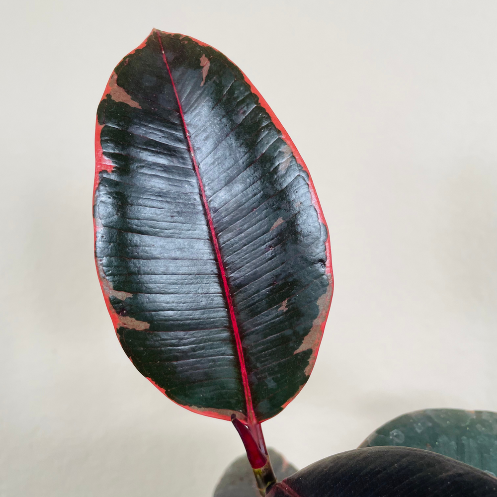 Ficus Decora 'Ruby'