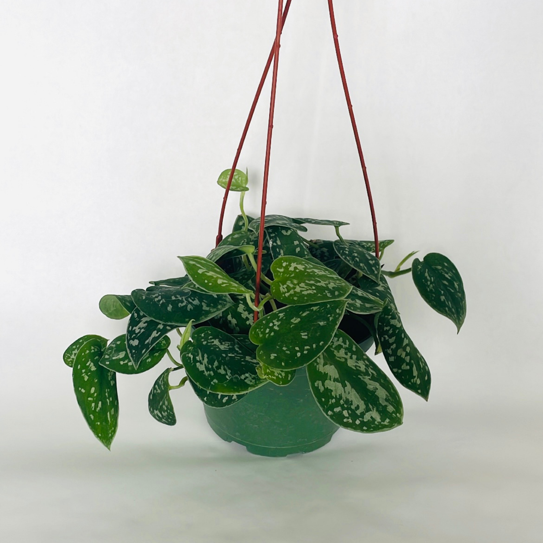 Scindapsus Pictus 'Argyraeus'