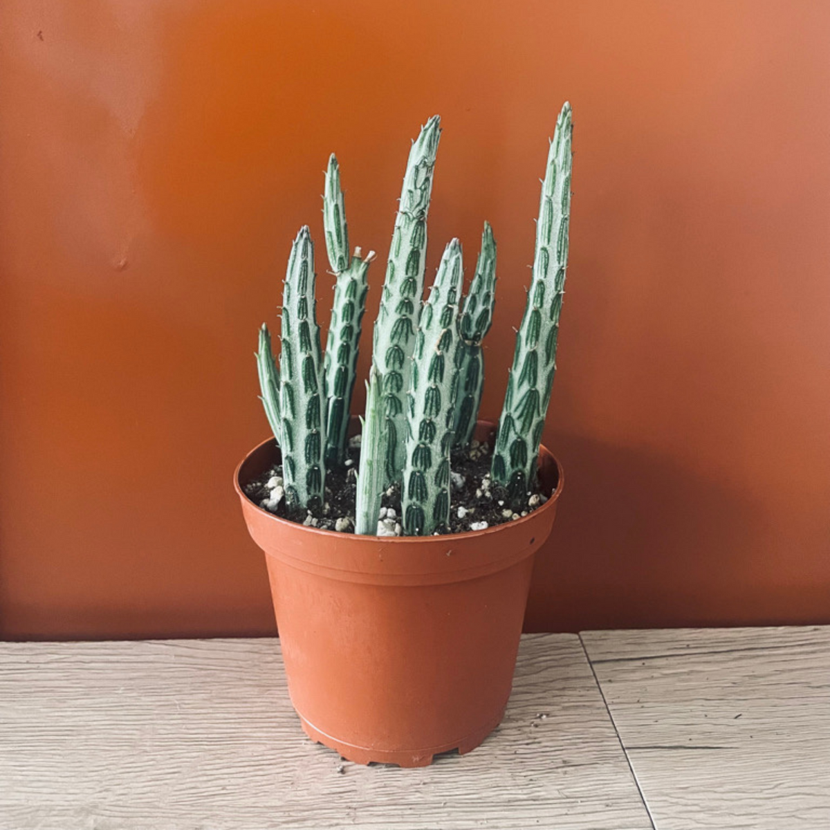 Pickle Plant