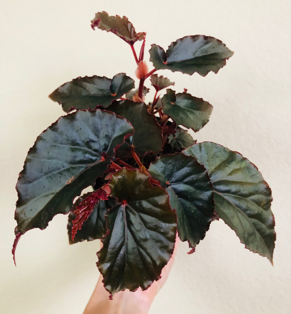 Begonia 'Black Magic'