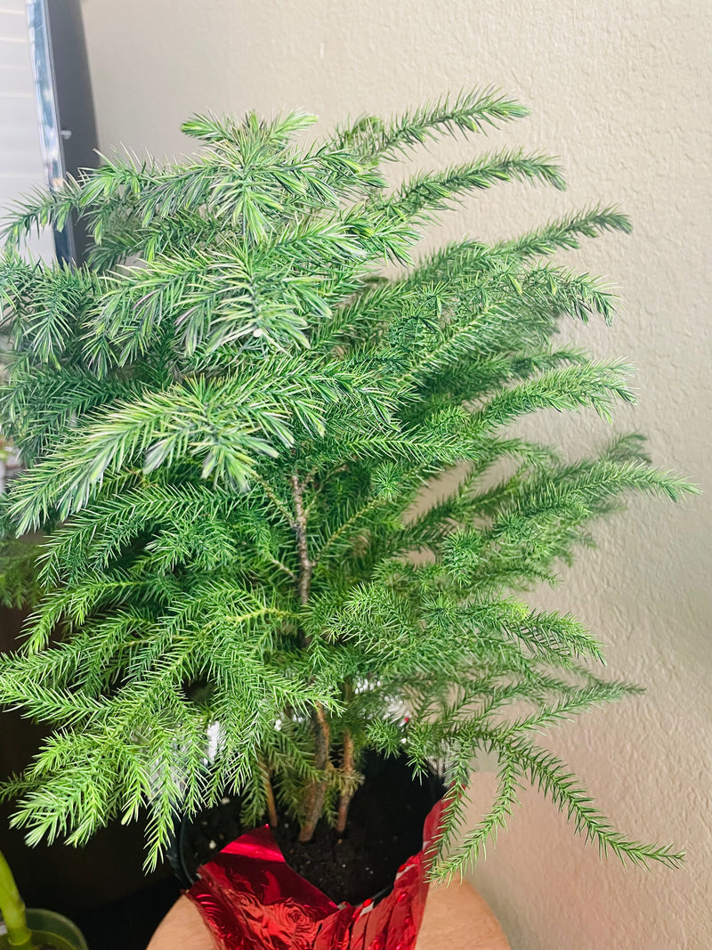 Norfolk Pine Tree – Fig + Freya Plant Shop